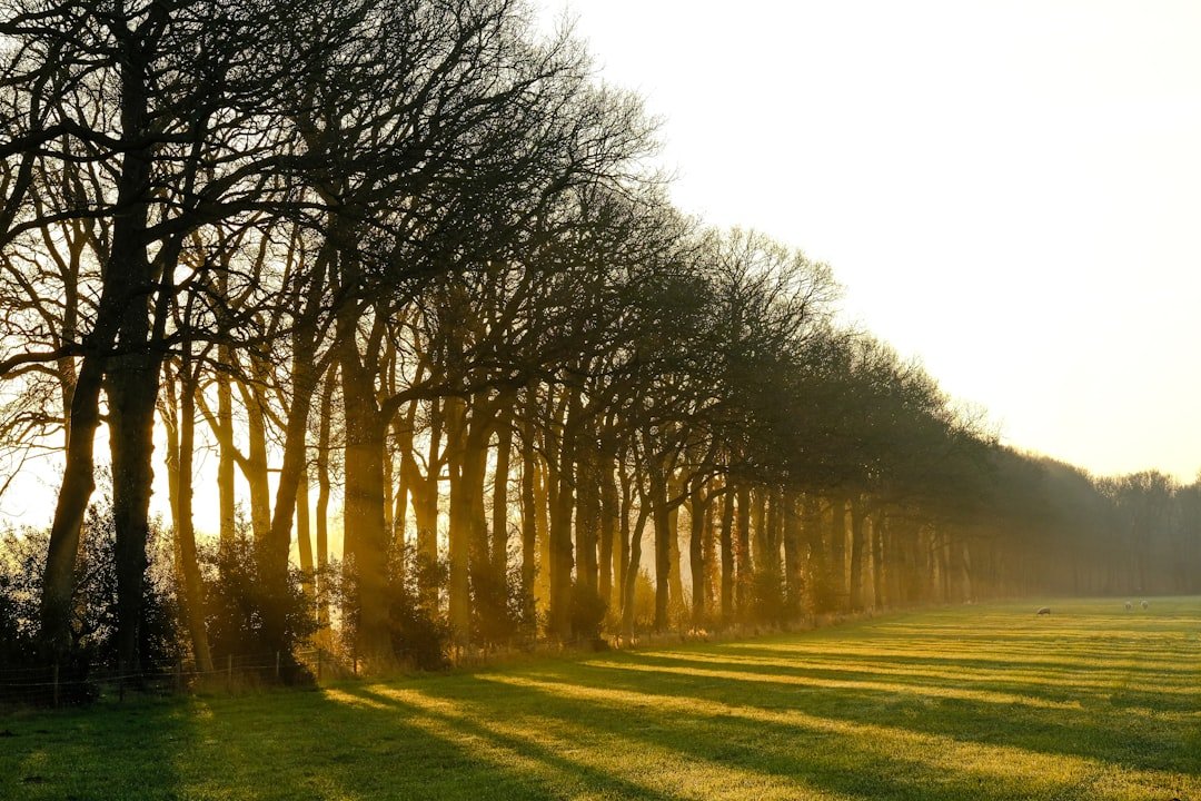 Summer Sustainability: Offsetting the Carbon Footprint of Leisure ...